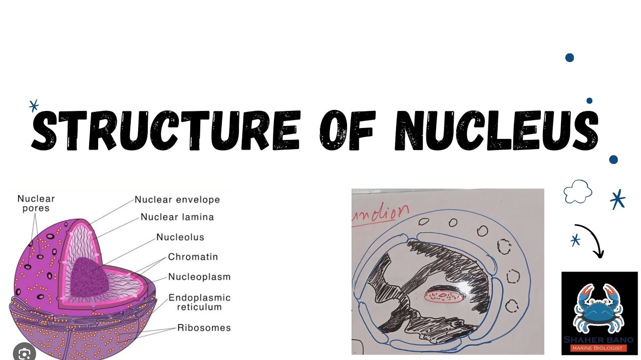 The Nucleus
