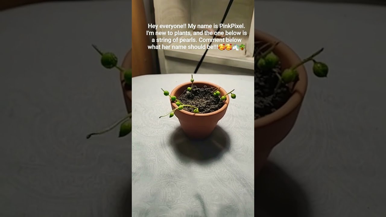 Name My Plant YouTube Name My Plant YouTube