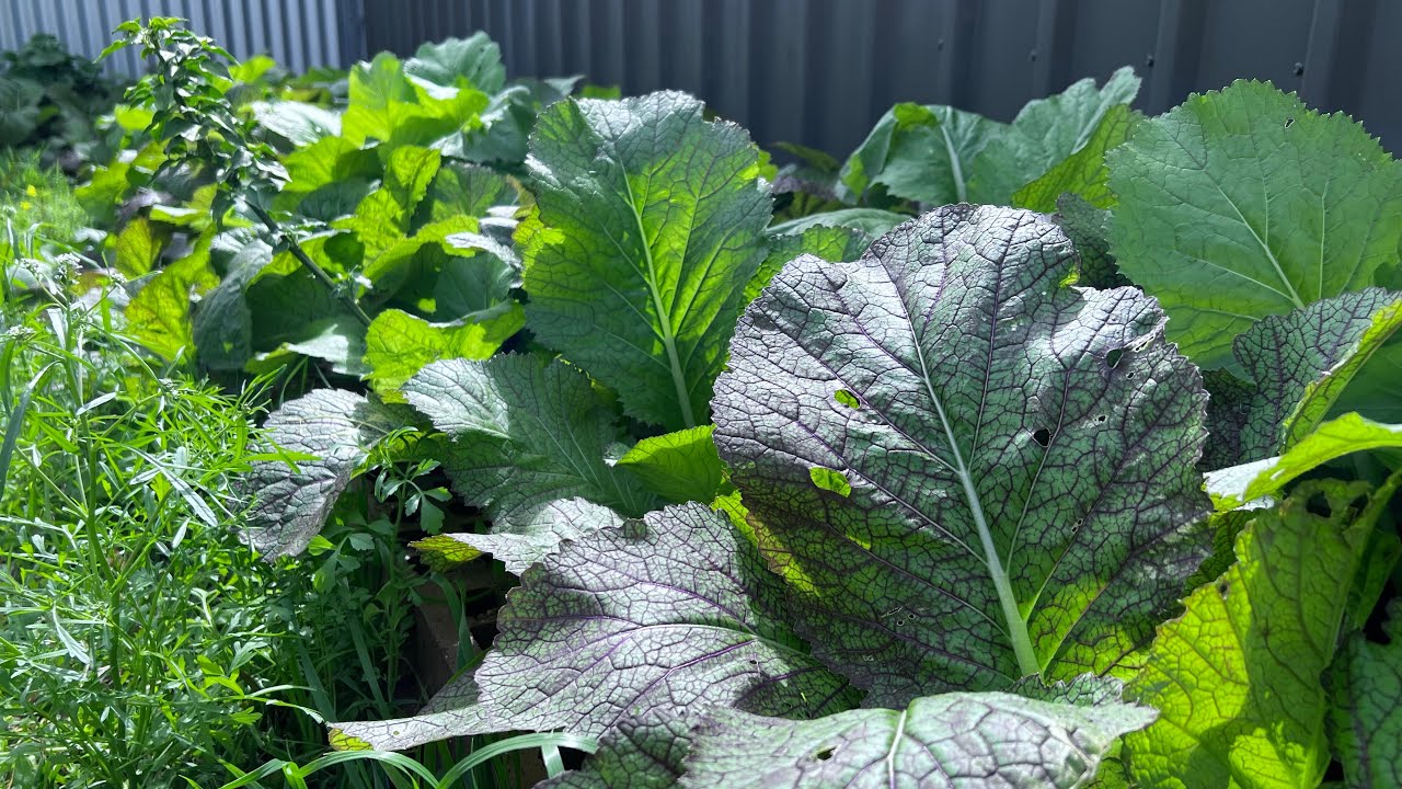 Giant Mustard Leaf (Nepali Rayo Ko Saag) - YouTube