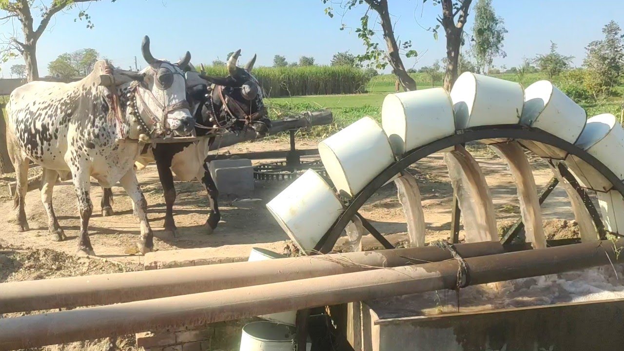 Traditional Irrigation Method Of Canal Water Lifting With Bulls ...