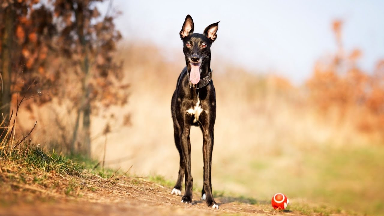 How to Train Your Whippet: Obedience Basics and Beyond - YouTube