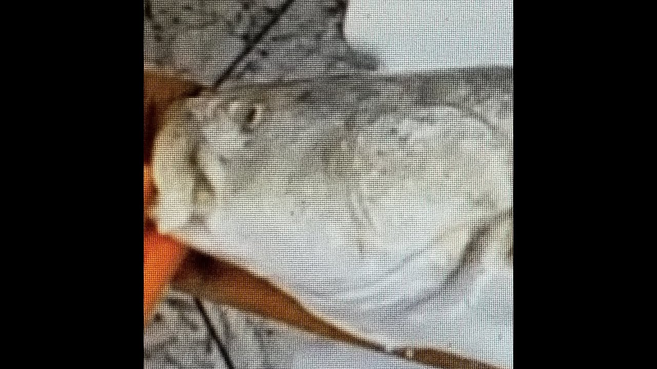 HUGE 7 POUND TROUT ON HEDDON SUPER SPOOK - YouTube