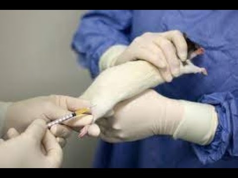 Intramuscular route of drug administration in rats - YouTube