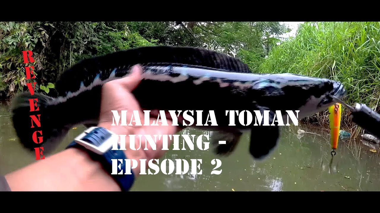 Giant Snakehead (Toman) Fishing In MALAYSIA - The Revenge - YouTube