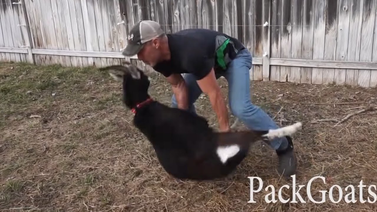 How To Properly Flip A Goat - YouTube