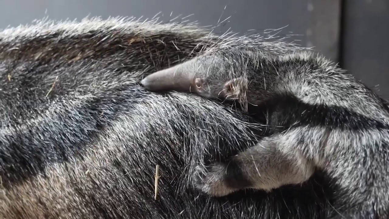 Giant anteater baby born at Chester Zoo - YouTube
