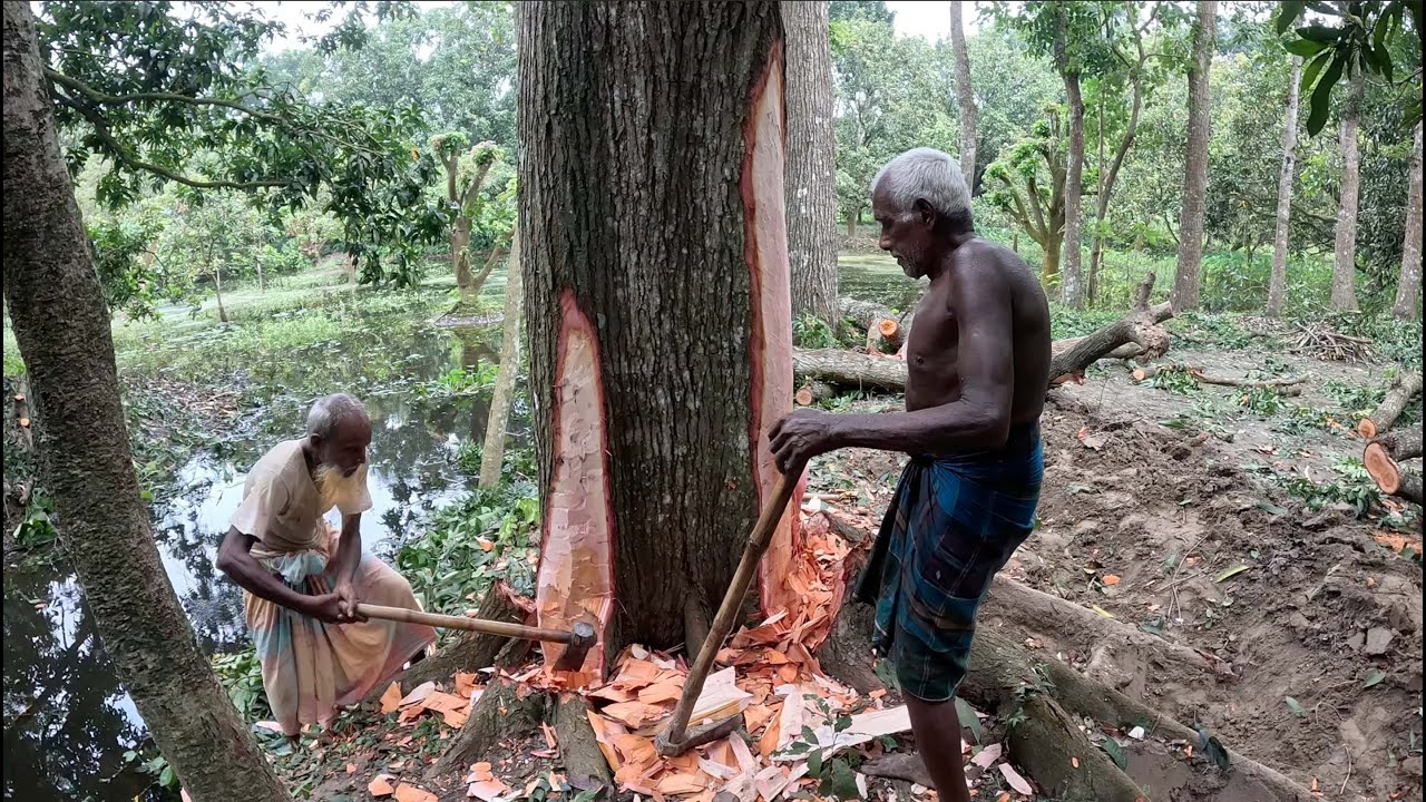 Massive Tree Cutting Giant Mahogany Using Chainsaw Machine - YouTube