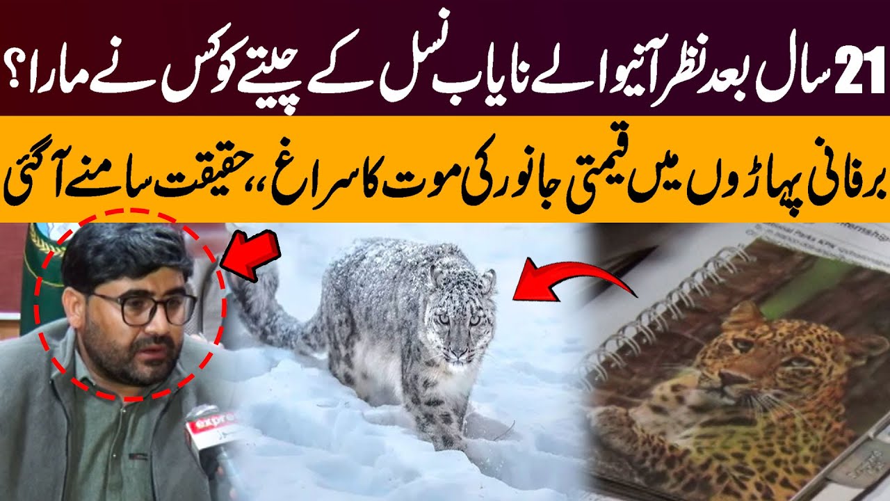 Rare Snow Leopard Spotted After 21 Years | Mystery Behind Its Death ...