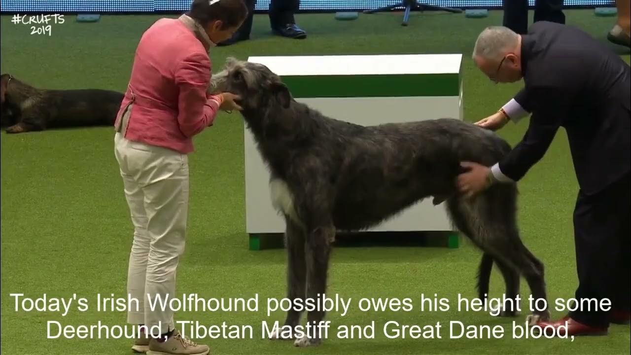 Vulnerable Native Breeds, A Brief Intro|IRISH WOLFHOUND| - YouTube