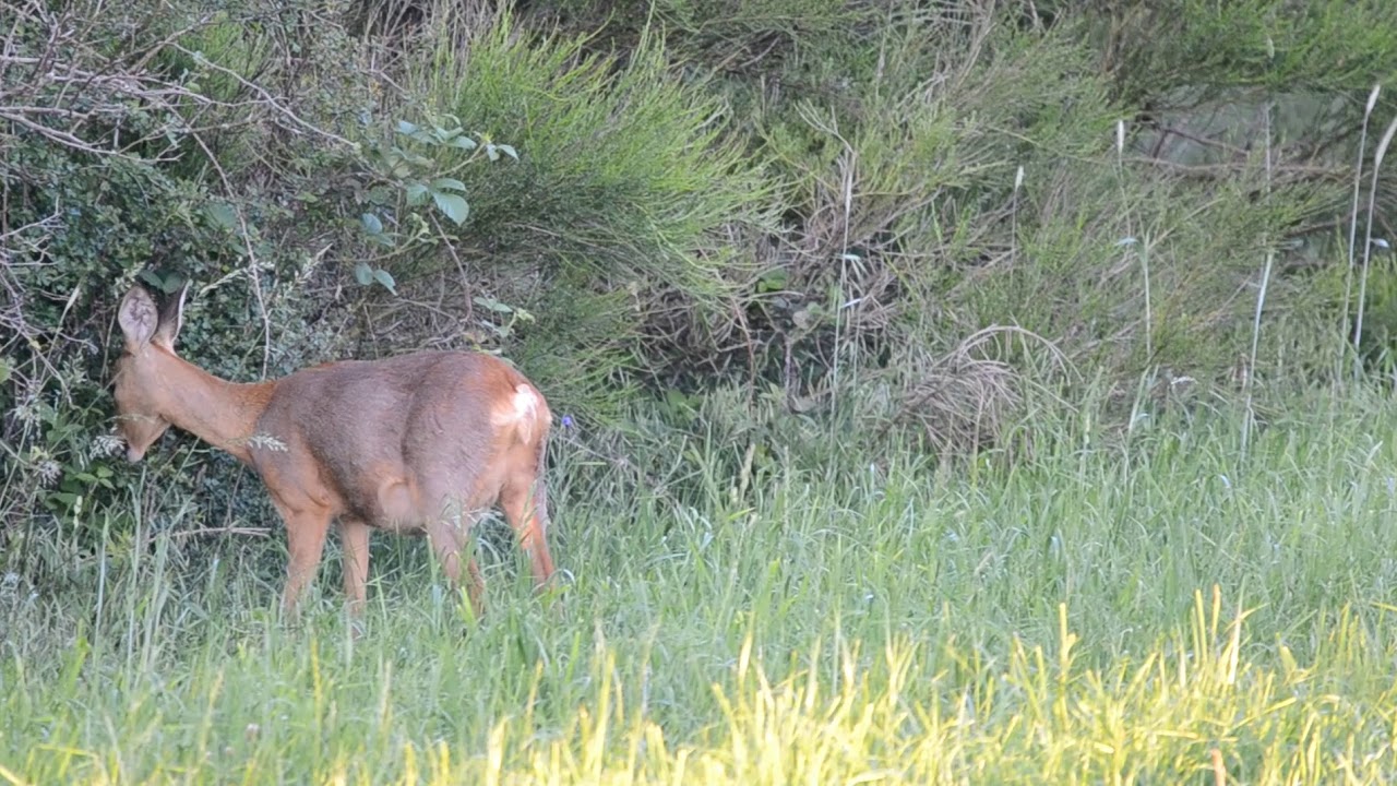 Approche d'une Chevrette - Photo animalière - YouTube