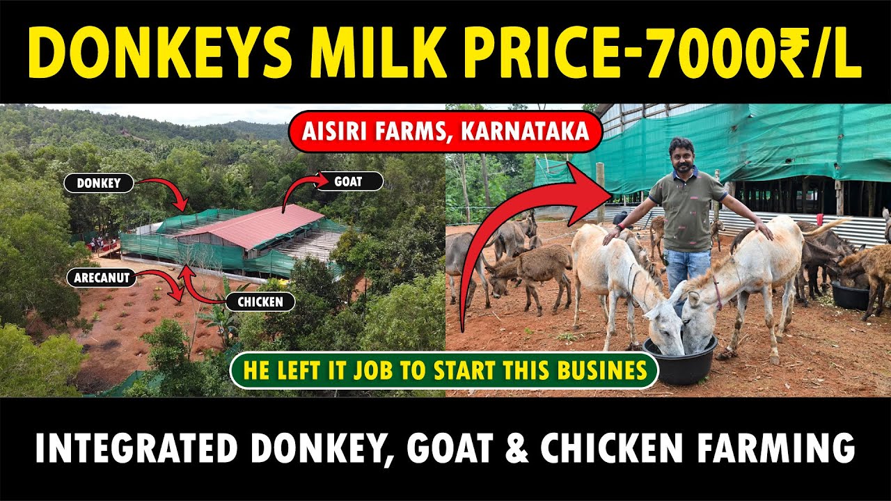 Donkey milk is being sold for Rs 7000 per liter..! Integrated Donkey ...