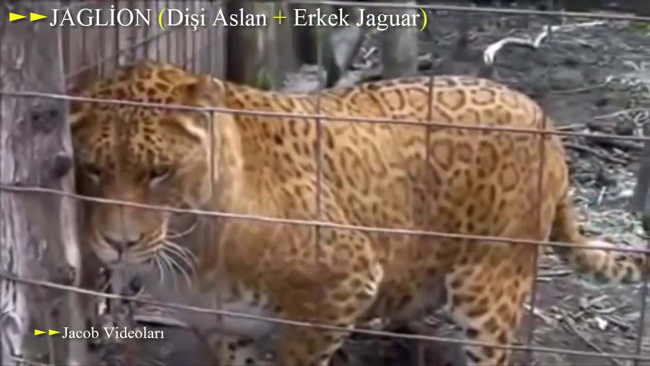 Most Amazing Animal Hybrids Lion Tiger Mating !!! - YouTube