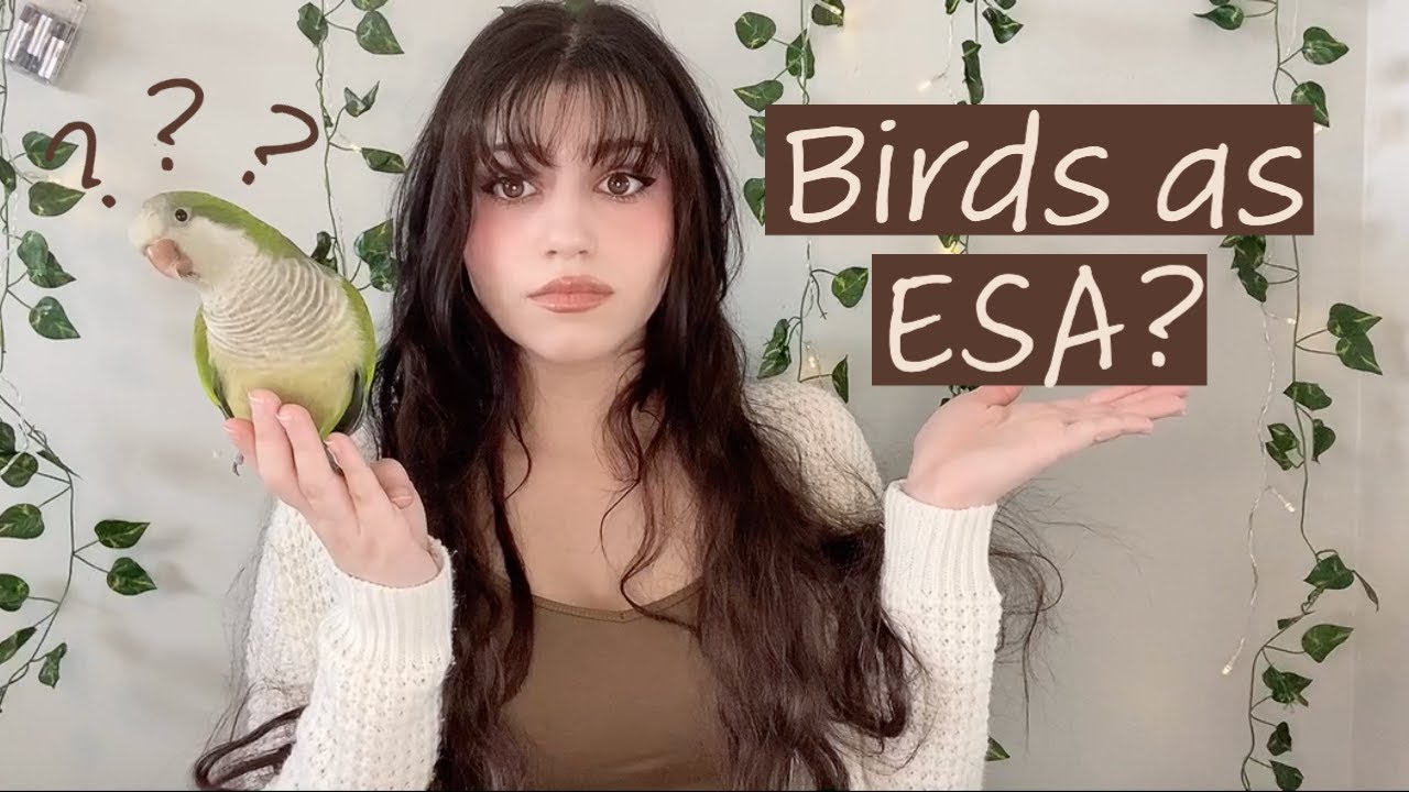 Birds as Emotional Support Animals? - YouTube