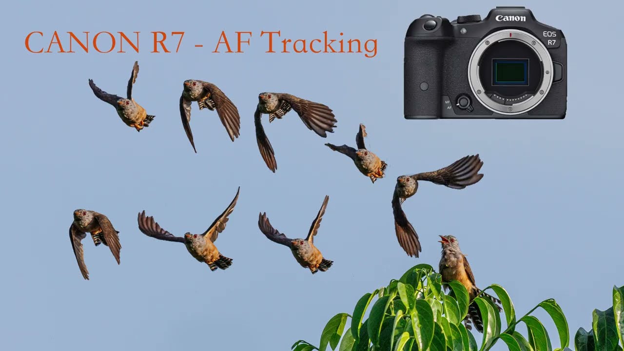 CANON R7 - AF tracking simple test - YouTube
