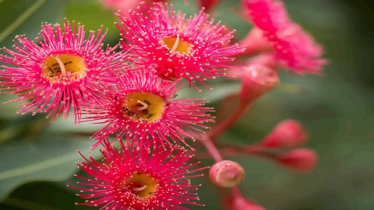 Vegetable Garden Design Ideas Australia GardenInBloom vegetable-garden-design-ideas-australia-gardeninbloom