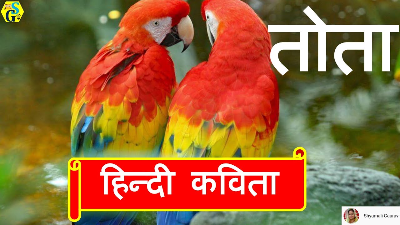 Tota Kavita | Sugga Parrot Poem | तोता हिन्दी कविता | Tota Song | तोता ...
