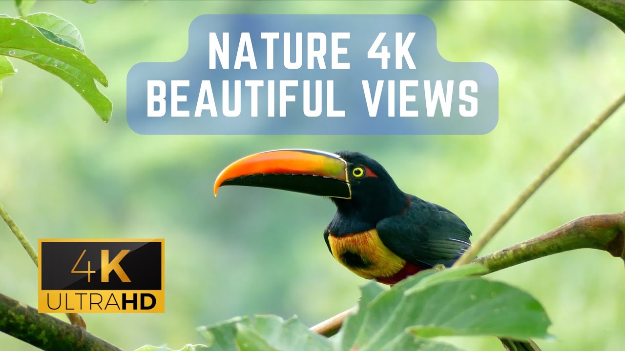 Top 4K Nature Videos Ultra HD 4K - Beautiful Views | Relaxation Film ...