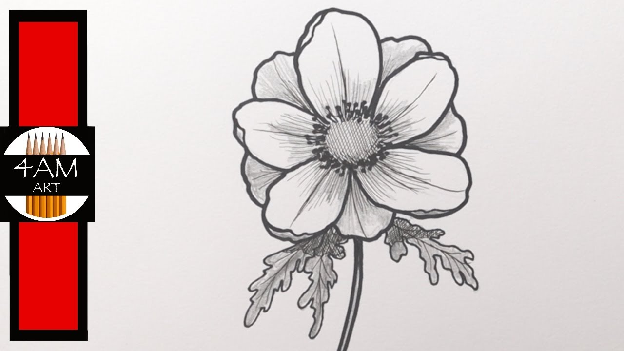 How to Draw an ANEMONE FLOWER - YouTube