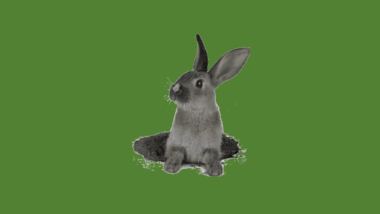 Футаж хромакей, кролик выглядывает - YouTube