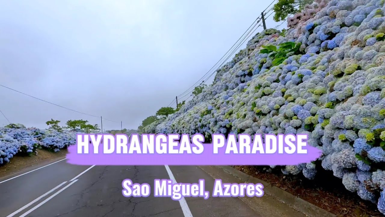 Welcome to Hydrangeas Paradise - Road Trip - Sao Miguel, Azores 🌸 ...