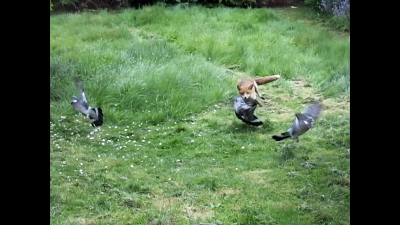 Dramatic footage of fox hunting birds - YouTube