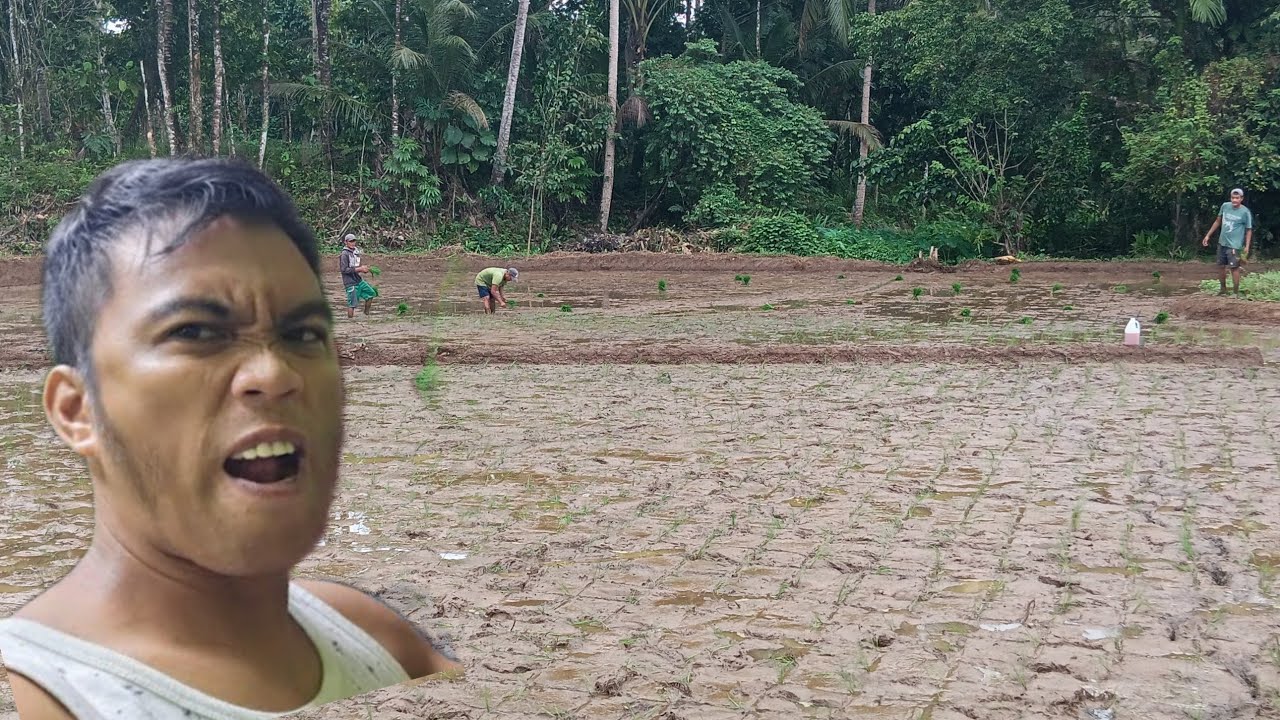 palayan update - YouTube