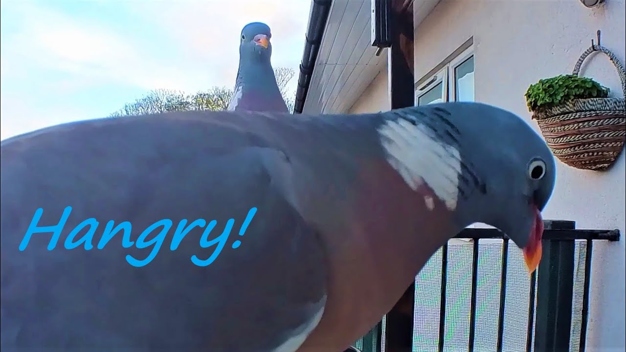 Wood Pigeons - Slap, Peck Or Share? / Balcony Bird Table - YouTube