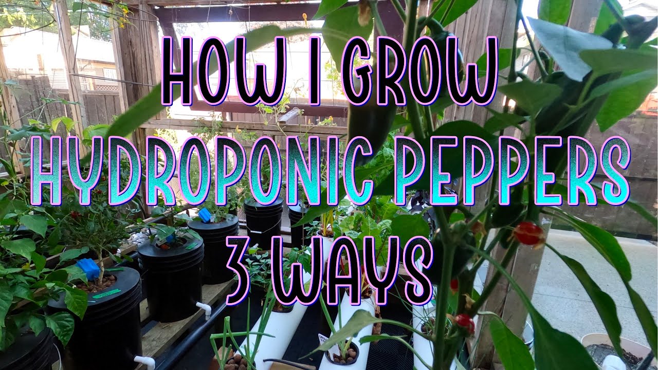 How I grow Hydroponic Peppers, 3 ways - YouTube