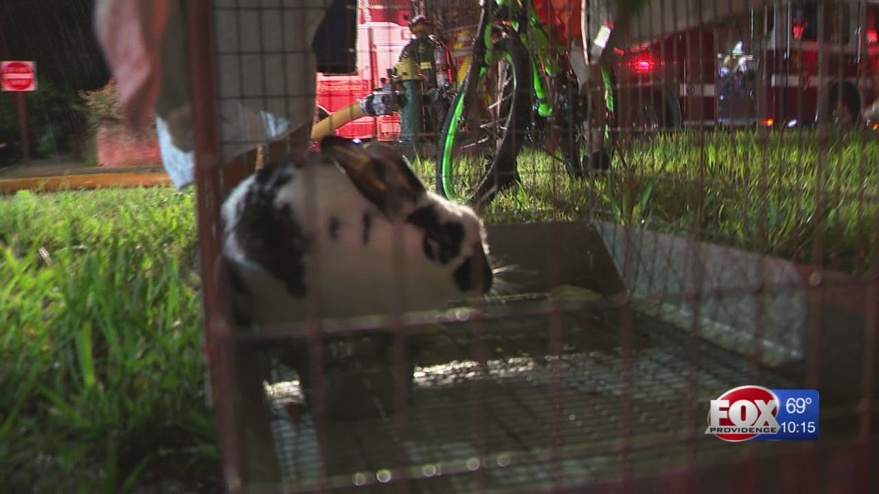 Firefighter injured, rabbit rescued after overnight Valley Street fire ...