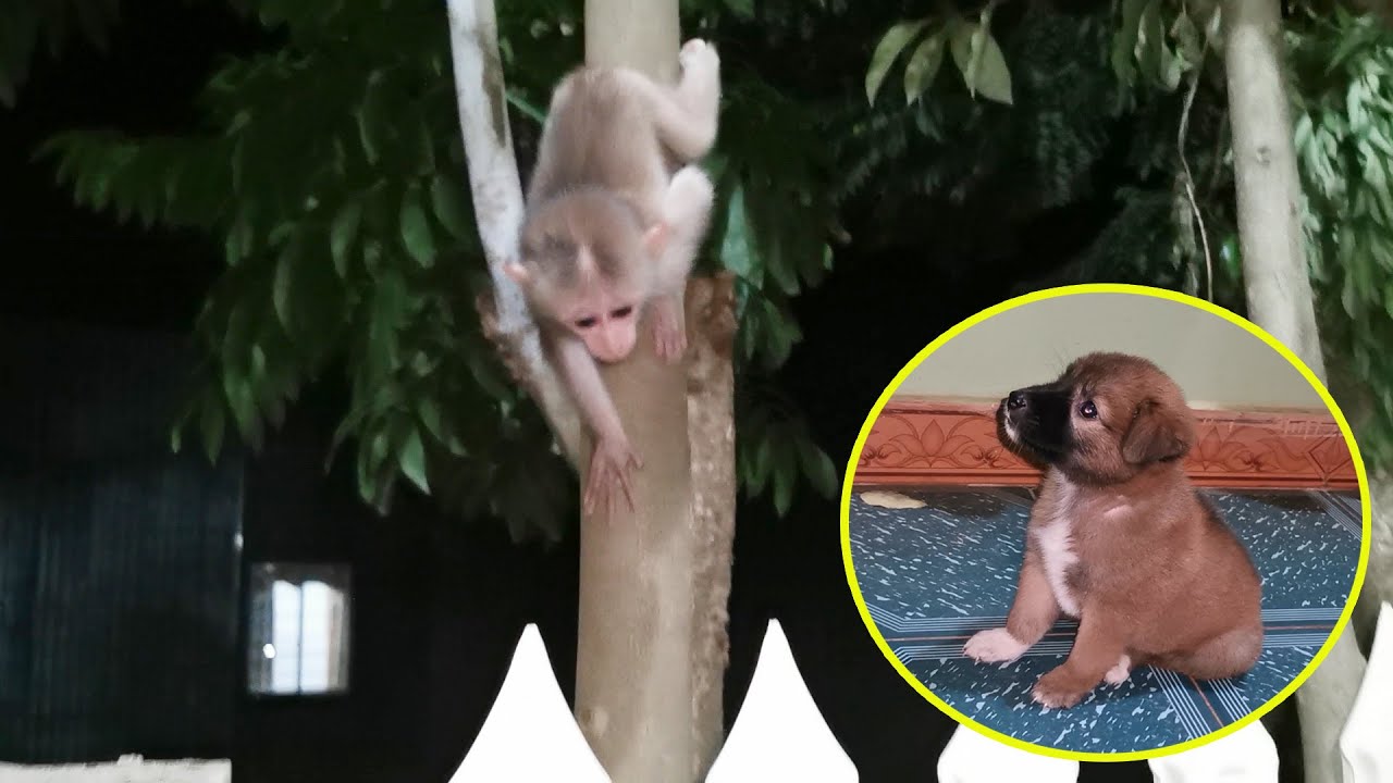 Ricky monkey goes to feed and playing with dog James in the evening ...