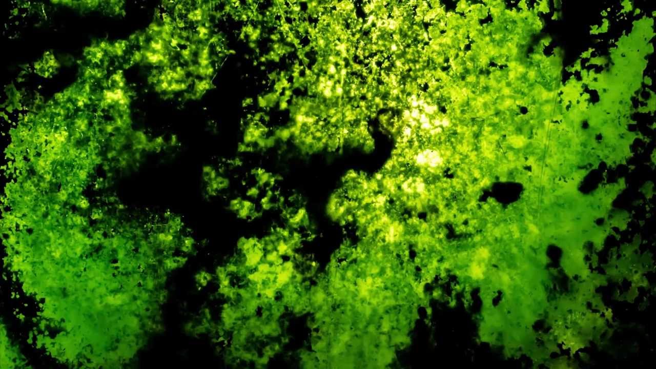 Fascinace rostlinami III: Řasy jsou také rostliny - YouTube