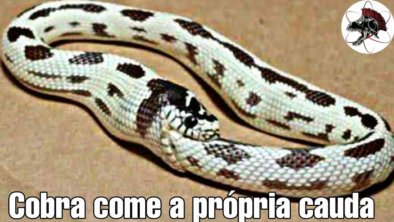 Cobra devora a si mesma pela cauda | Biólogo Henrique - Biólogo das ...