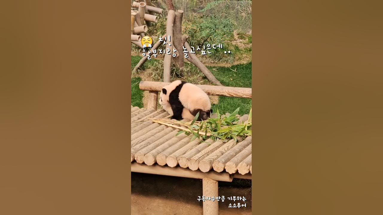후이바오 루이바오 삐짐😤 강바오랑 놀고싶었다구ㅜㅜ 판다짤 판다가족 판다월드 구독자수만큼 정직하게 기부합니다 소소투어 Youtube