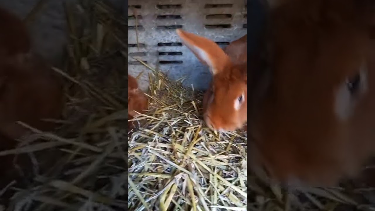L'élevage de lapins #4 Évolution des lapereaux de 7 à 21 jours - YouTube