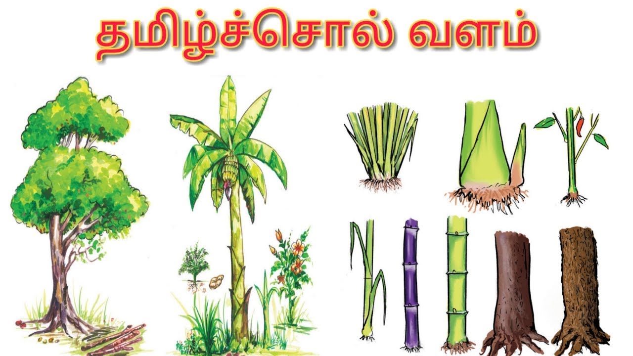 தமிழ்ச் சொல் வளம் |Tamil sol valam 10th lesson | 10th Tamil lesson ...
