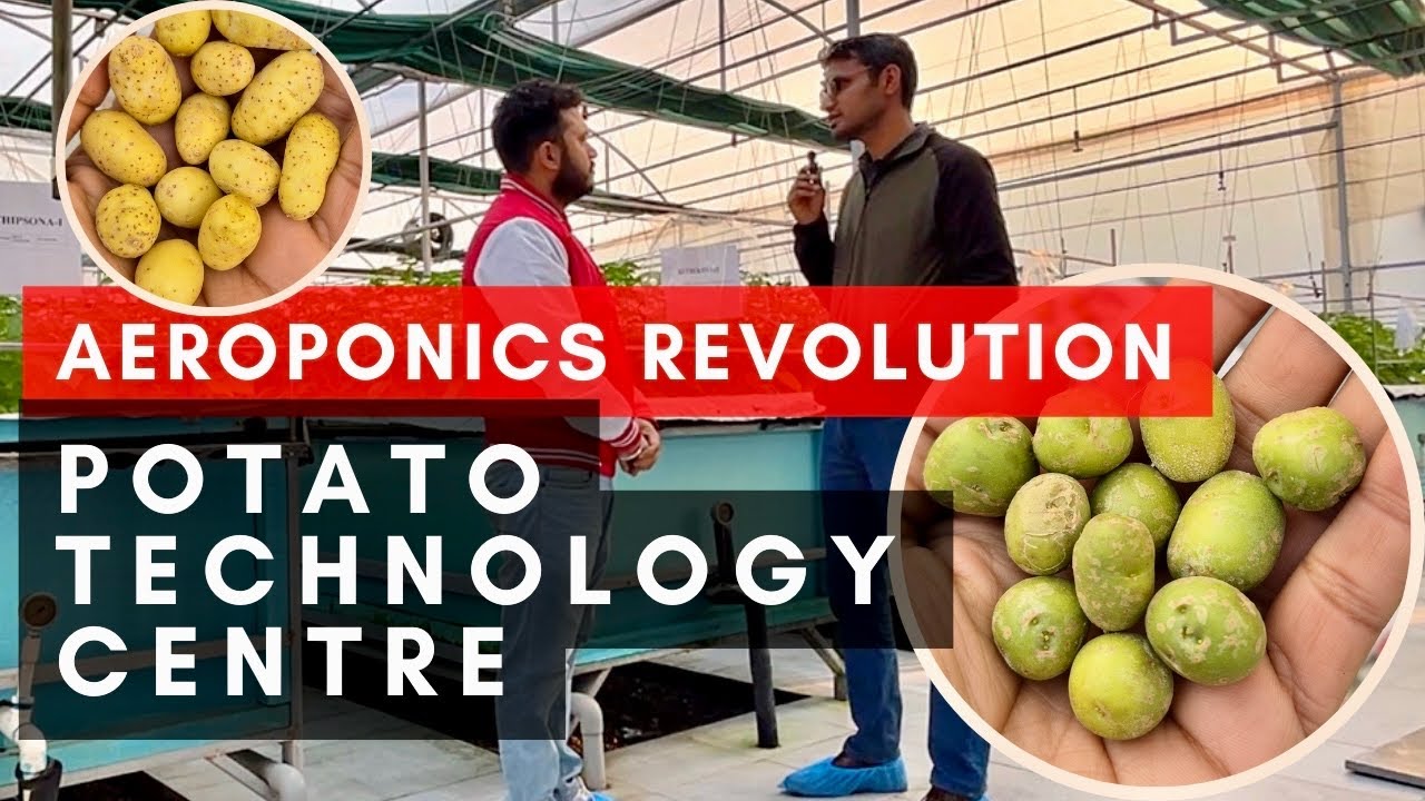 Aeroponics Explained: Changing Potato Farming with High-Quality Seeds 🥔 ...