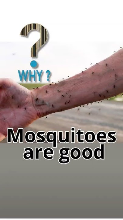 🦟 Why could humanity go extinct without mosquitoes? #why #mosquitoes # ...