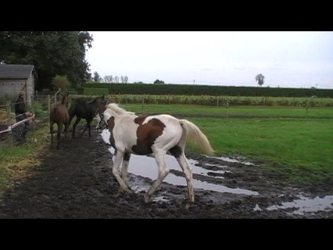 Absit Invidia Z - YouTube