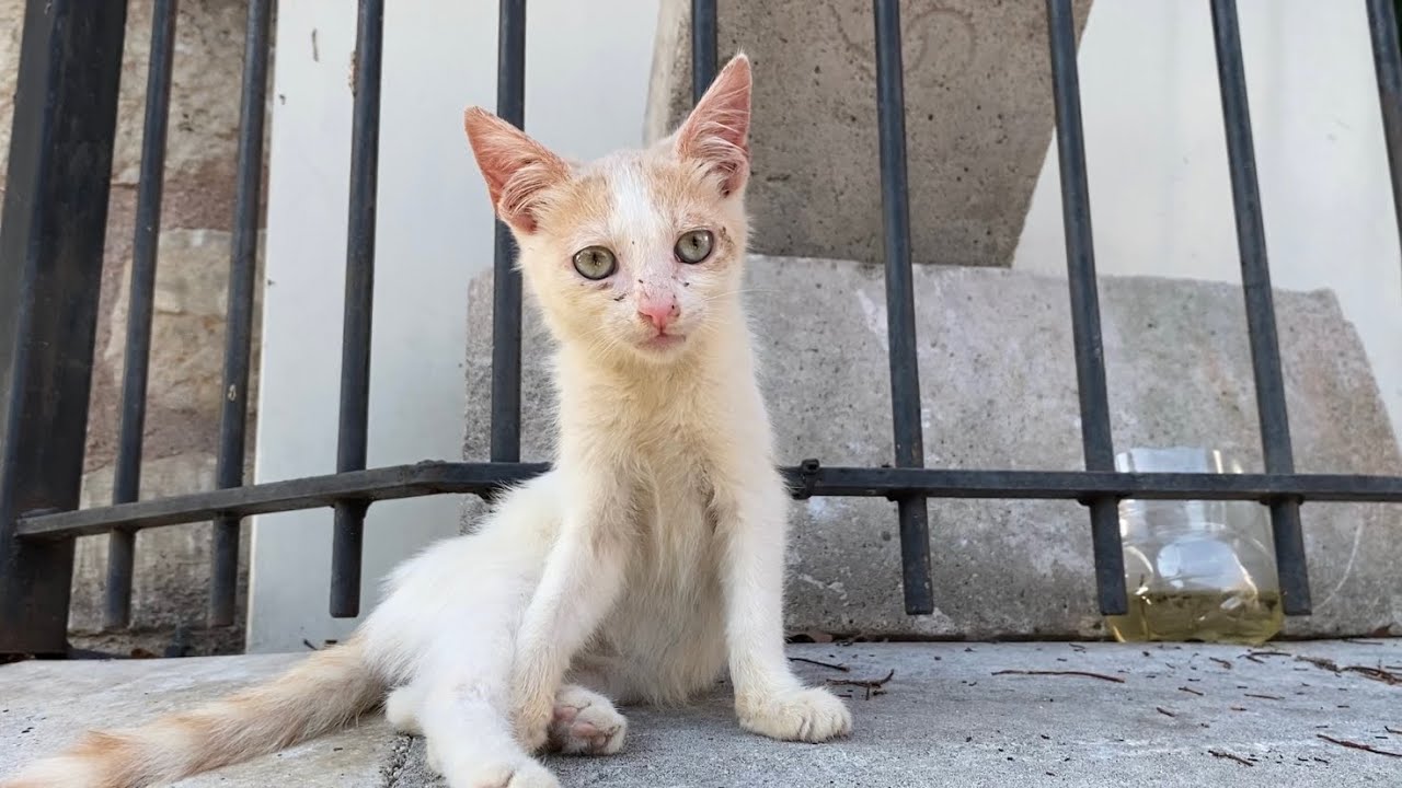 Poor Kitten Living on the Street and Without a Mother 😥 - YouTube