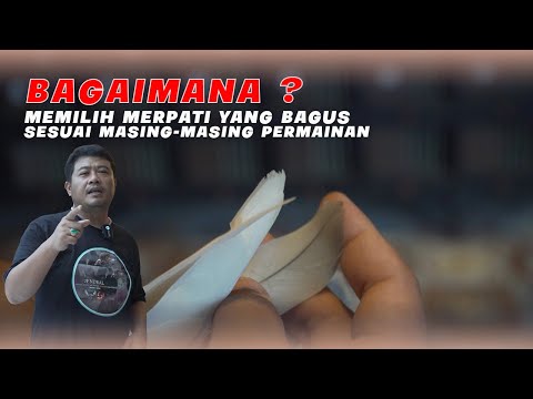 BAGAIMANA ? MEMILIH MERPATI YANG BAGUS SESUAI MASING-MASING PERMAINAN 🔥