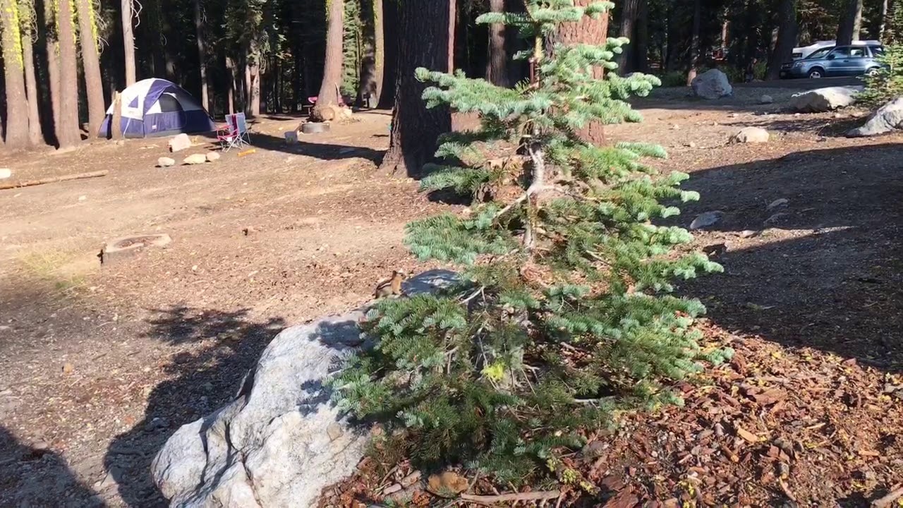 Photo hunting chipmunk - YouTube