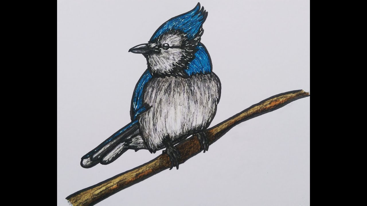 A Blue Jay Drawing - Timelapse - YouTube