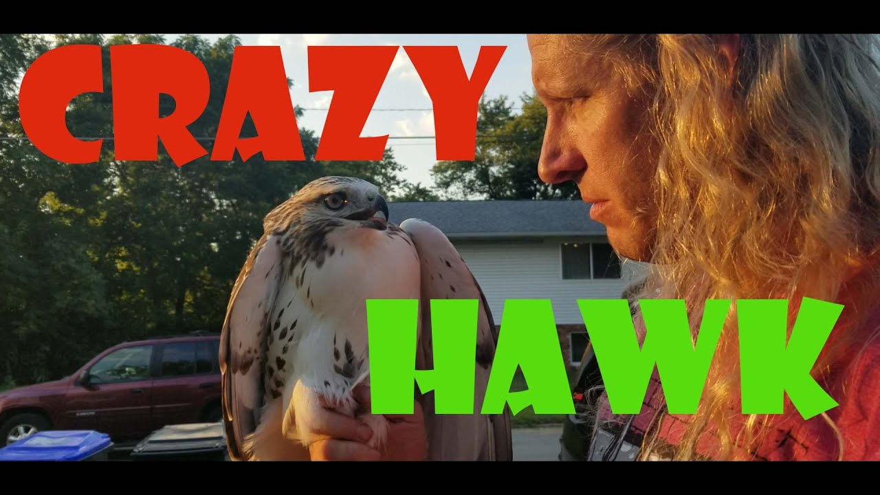 Crazy Hawk! Local Tarzan Chase Cavalera-Wildlife - YouTube