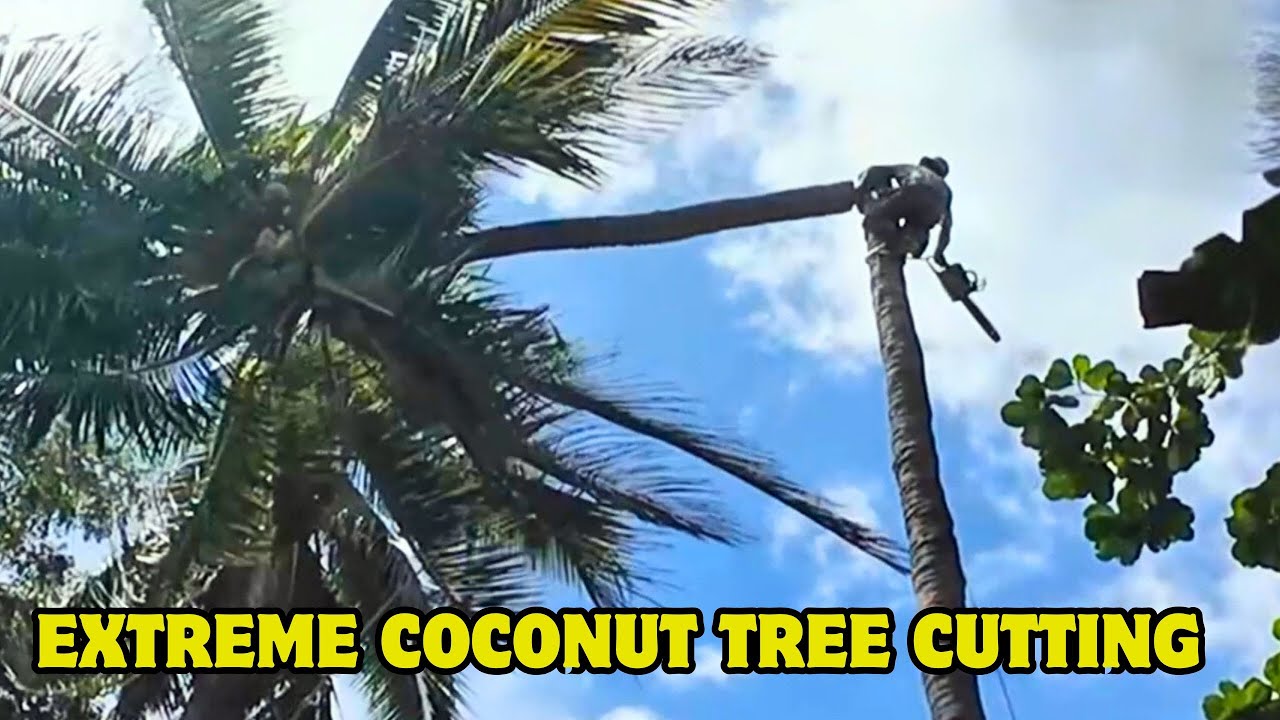 Extreme Coconut Tree Cutting A Heart Pounding Experience! - YouTube