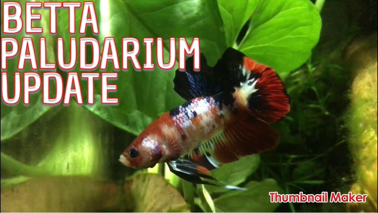 Betta Paludarium Update - YouTube