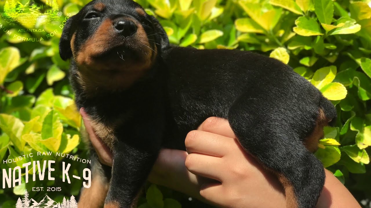 Rottweiler Puppy Training | Rose 4 month old - YouTube