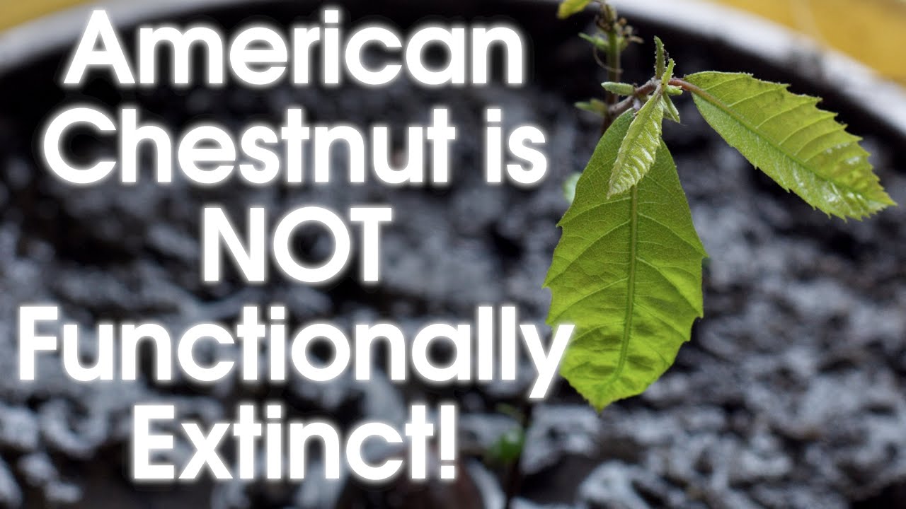 American Chestnut is NOT Functionally Extinct! - YouTube