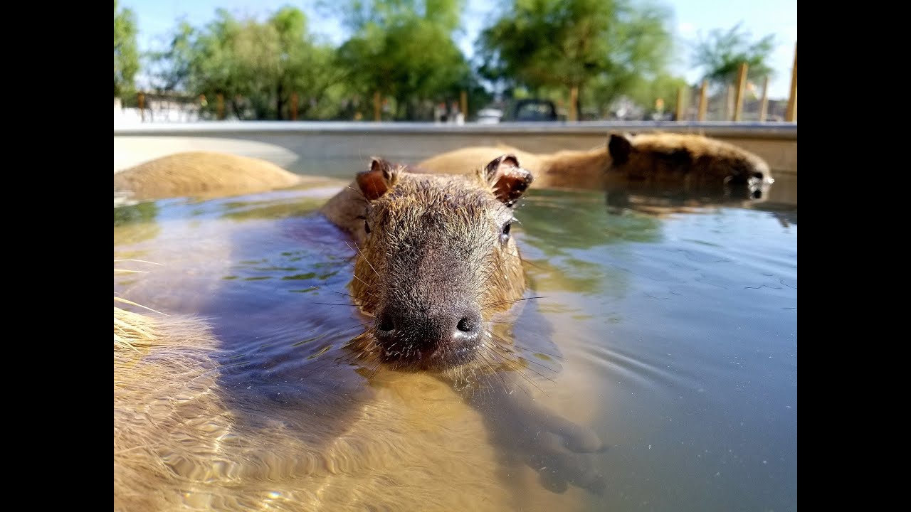 Capybara and Kangaroo Encounters - Ghost Ranch Exotics - YouTube
