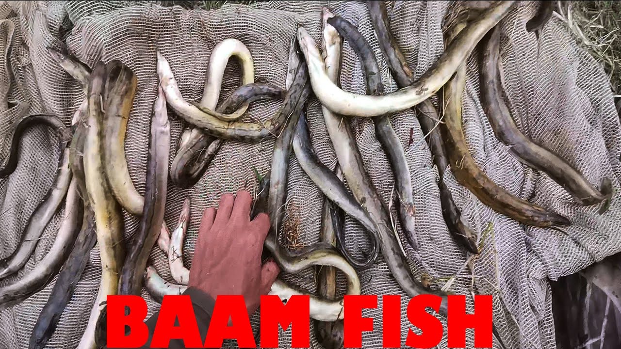 eel (Baam Fish) #charsadda #americaneel #hunting #fishing #food #nature ...
