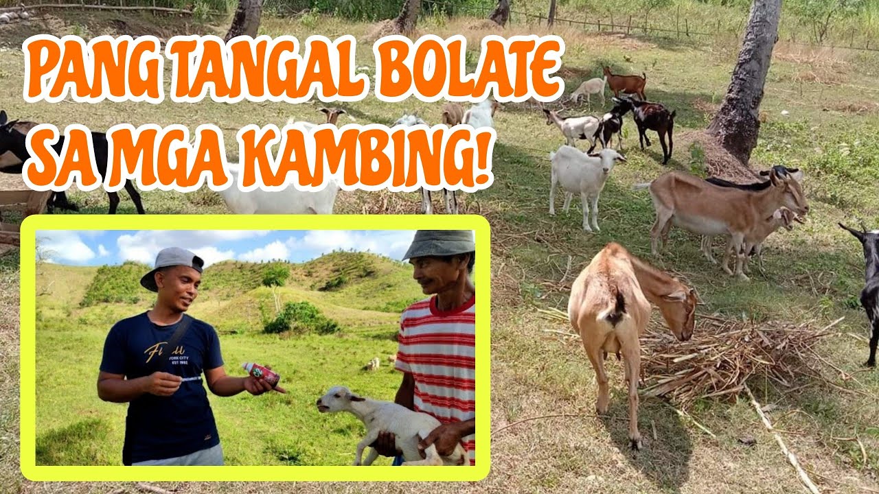 PANG TANGAL BOLATE SA MGA KAMBING! (Conduct Goat Deworming) - YouTube